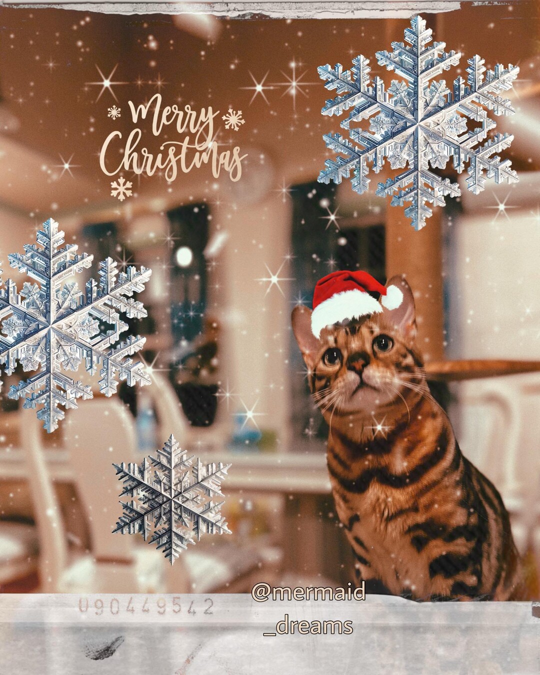 メリークリスマ🎄😸😸🎄🎀素敵な... / amiさんのモーメント | YAMAP / ヤマップ