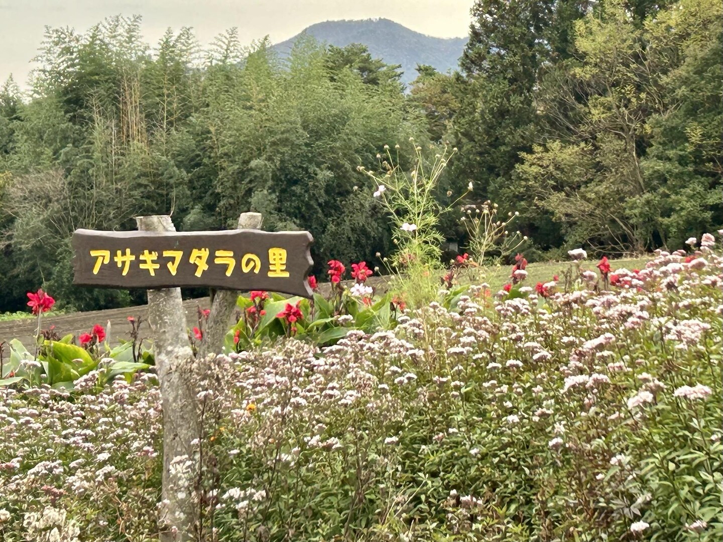 遠刈田温泉北側周回 / carolさんの蔵王山・雁戸山・不忘山の活動日記 | YAMAP / ヤマップ