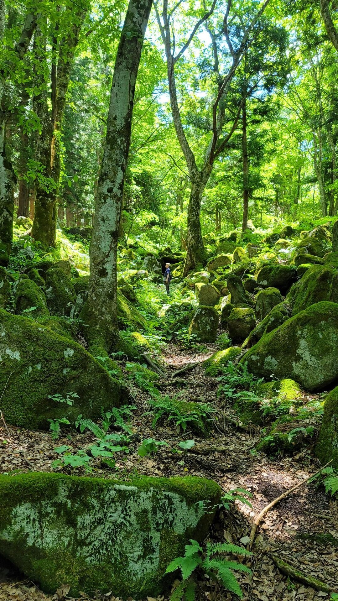 koke🌿のページ | YAMAP / ヤマップ