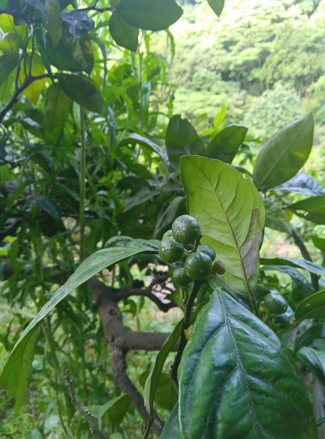 満観峰＆宇津ノ谷 / sky highさんの焼津アルプス（高草山・満観峰・花沢山）・徳願寺山の活動データ | YAMAP / ヤマップ