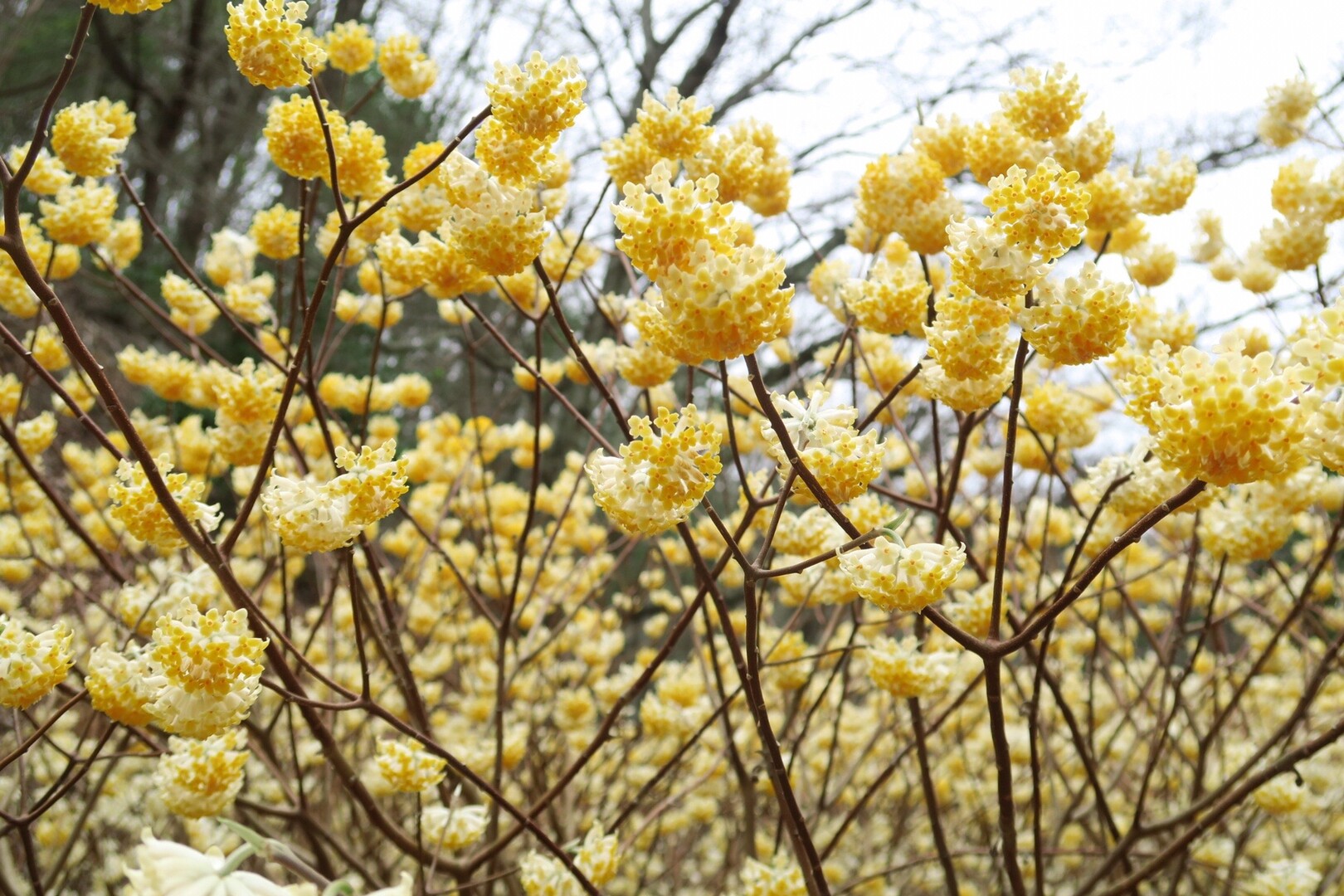 はじめてのミツマタ群生地 / mh_trskさんの能勢妙見山・歌垣山・天台山の活動データ | YAMAP / ヤマップ