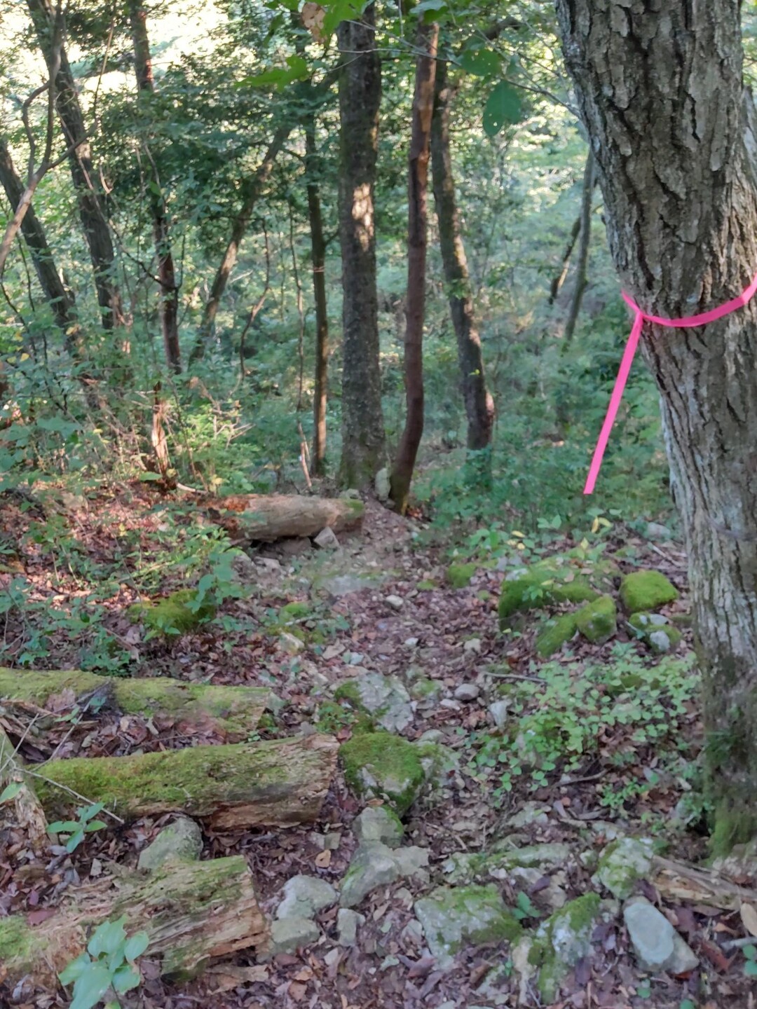 miyukyさんの投稿したフィールドメモ | YAMAP / ヤマップ