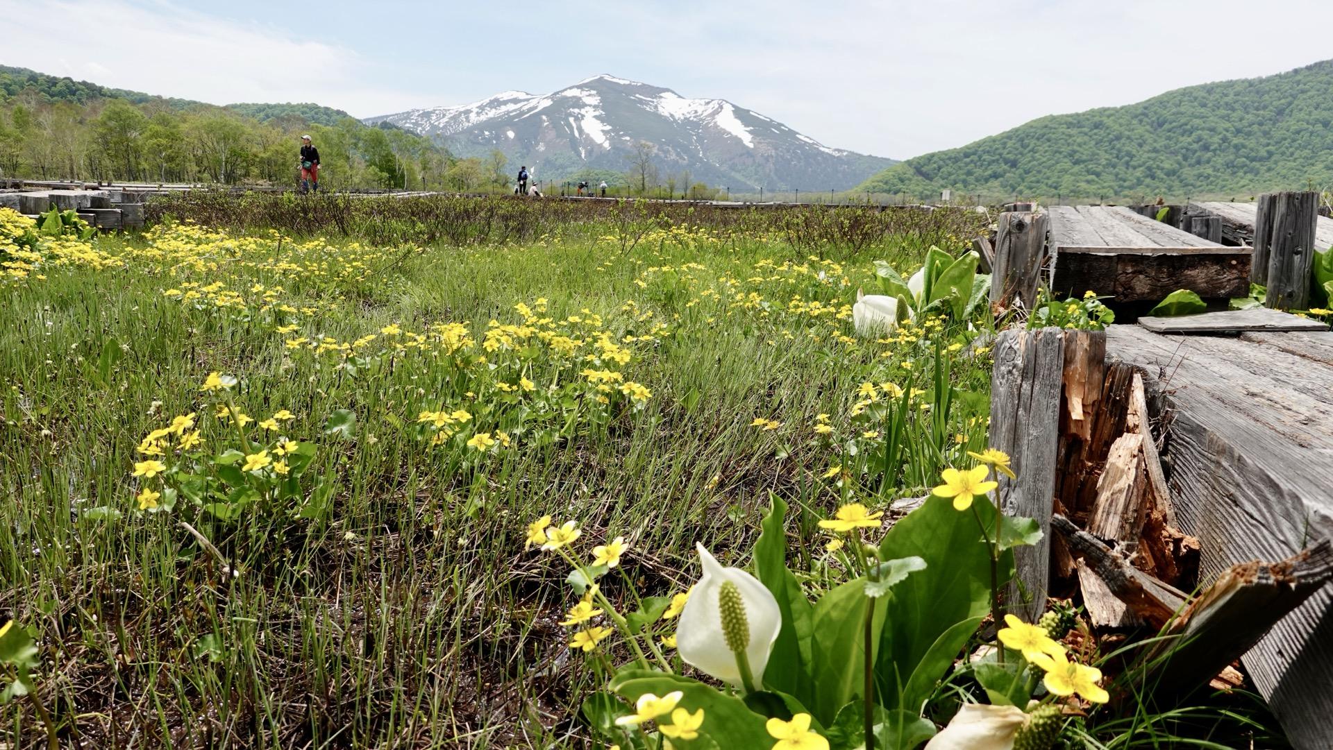 【動画あり】水芭蕉満開の尾瀬でテント泊とグルメ / どんぐりさんの尾瀬・燧ヶ岳の活動データ | YAMAP / ヤマップ