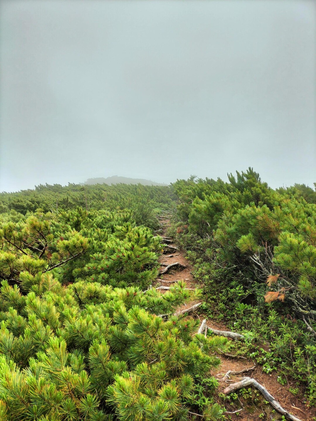 芽室岳 / teruさんの芽室岳・久山岳・剣山の活動データ | YAMAP / ヤマップ