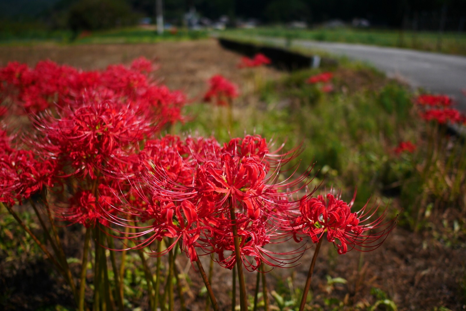熊野古道 大辺路 仏坂 / yshrtrdさんの熊野古道 大辺路②（仏坂：安居バス停～周参見駅）の活動データ | YAMAP / ヤマップ
