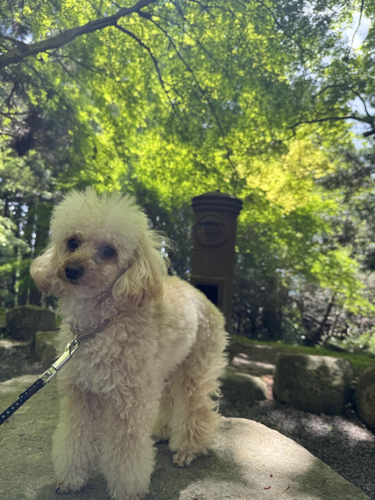 お散歩ハイキング 清水寺 / Kooooooon!さんの御嶽（三嶽）・小金ヶ嶽・西ヶ嶽の活動データ | YAMAP / ヤマップ
