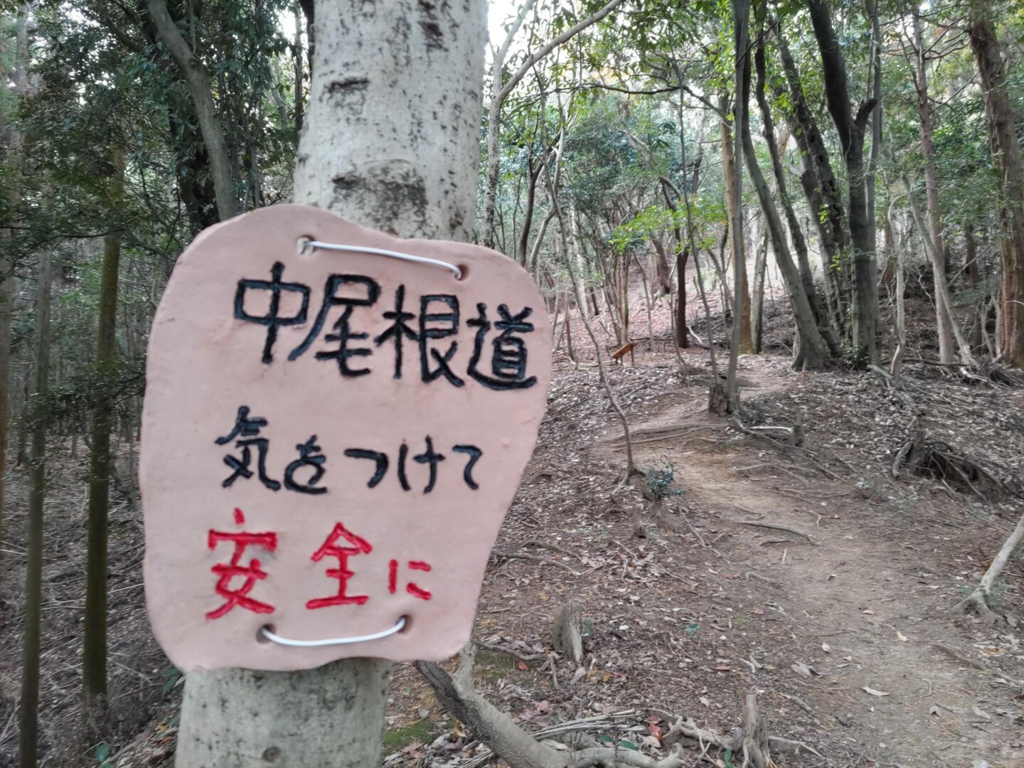 桝形山【312.3m】浄眼寺・中尾根周回ｺｰｽ / さとちゃんさんの堀坂山・観音岳・桝形山（白米城）の活動データ | YAMAP / ヤマップ