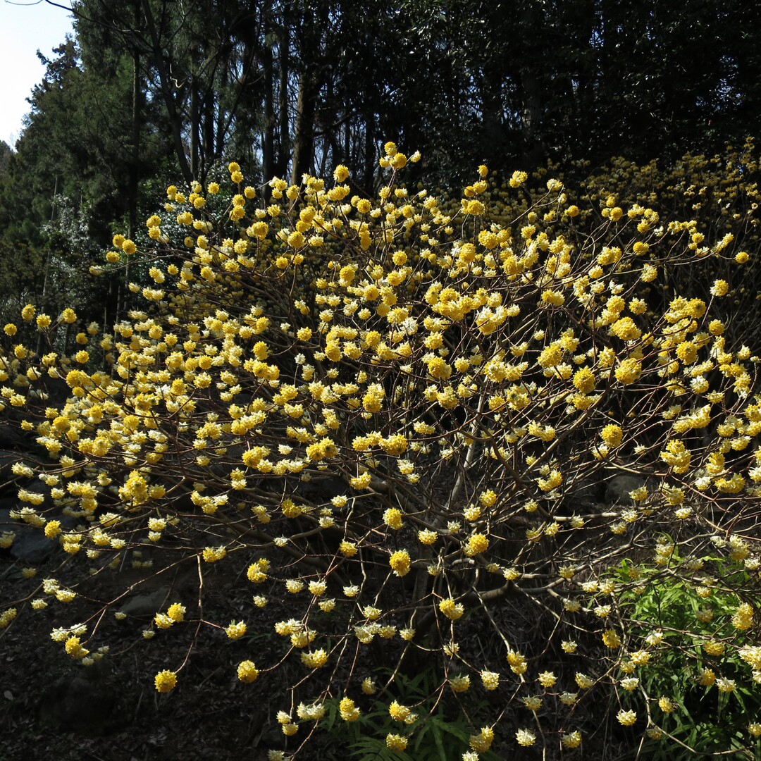 経ヶ岳・荻野西山・ミツマタ桃源郷 / J-BOYさんの雁ヶ腹摺山・岩殿山の活動データ | YAMAP / ヤマップ
