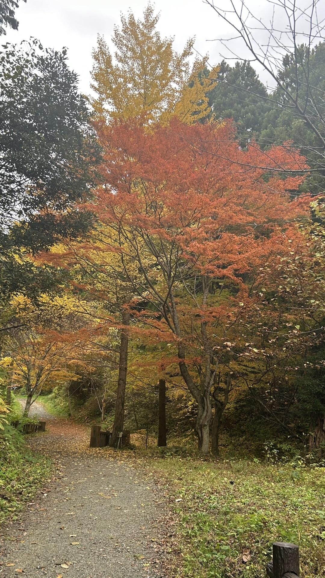 鹿狼山 / na.oさんの鹿狼山の活動データ | YAMAP / ヤマップ