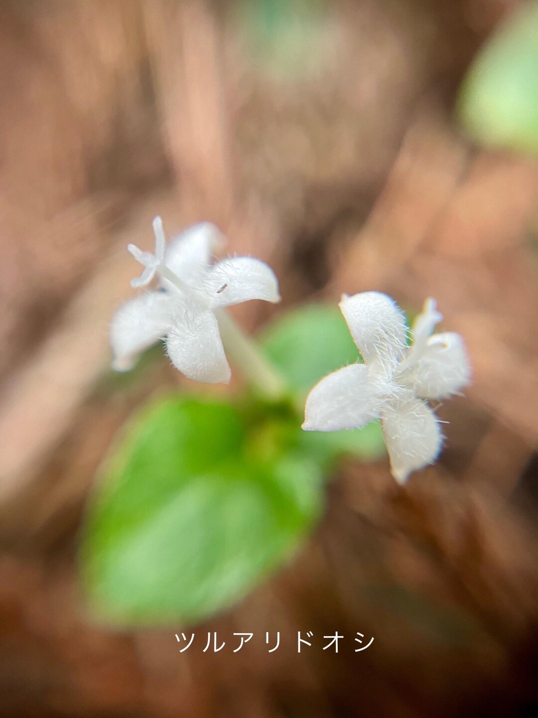 山友さんと日立アルプス花山歩 ͙ ˚ ... / kuniさんのモーメント | YAMAP / ヤマップ