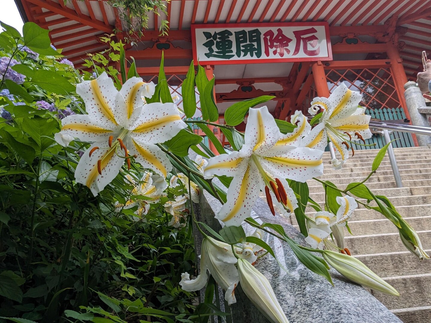 厄除⚜️リハビリ💜薬王院卍 / ☆futa☆さんの高尾山・陣馬山・景信山の活動データ | YAMAP / ヤマップ
