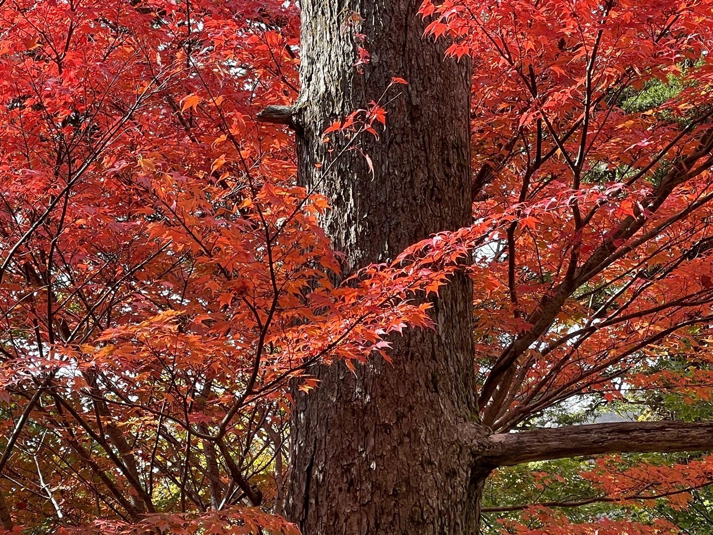 親父山・障子岳🍁 / AnKemiさんの祖母山の活動データ | YAMAP / ヤマップ