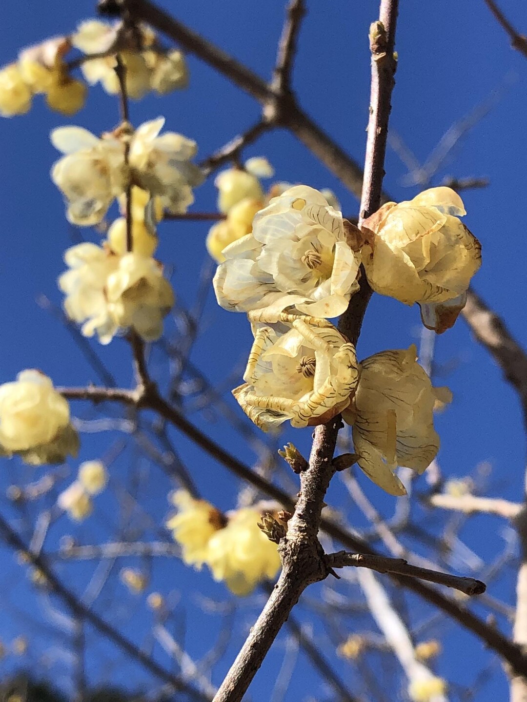 ロウバイの丘・桜山・白山 / ms1967さんの大山の活動データ | YAMAP / ヤマップ
