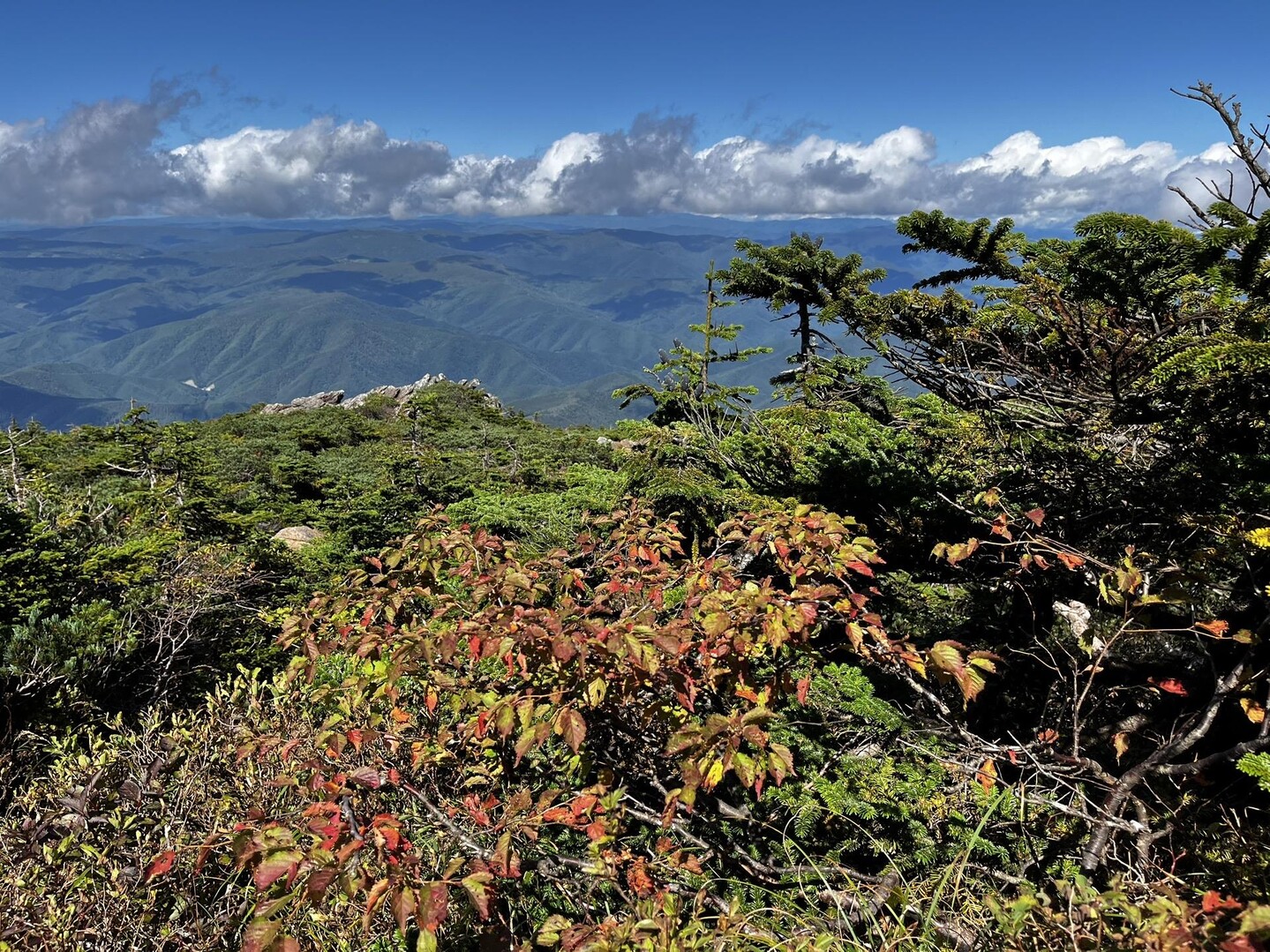 早池峰山 下りバグってるけどw岩手遠征DAY2 / Rieさんのウォーキングの活動データ | YAMAP / ヤマップ