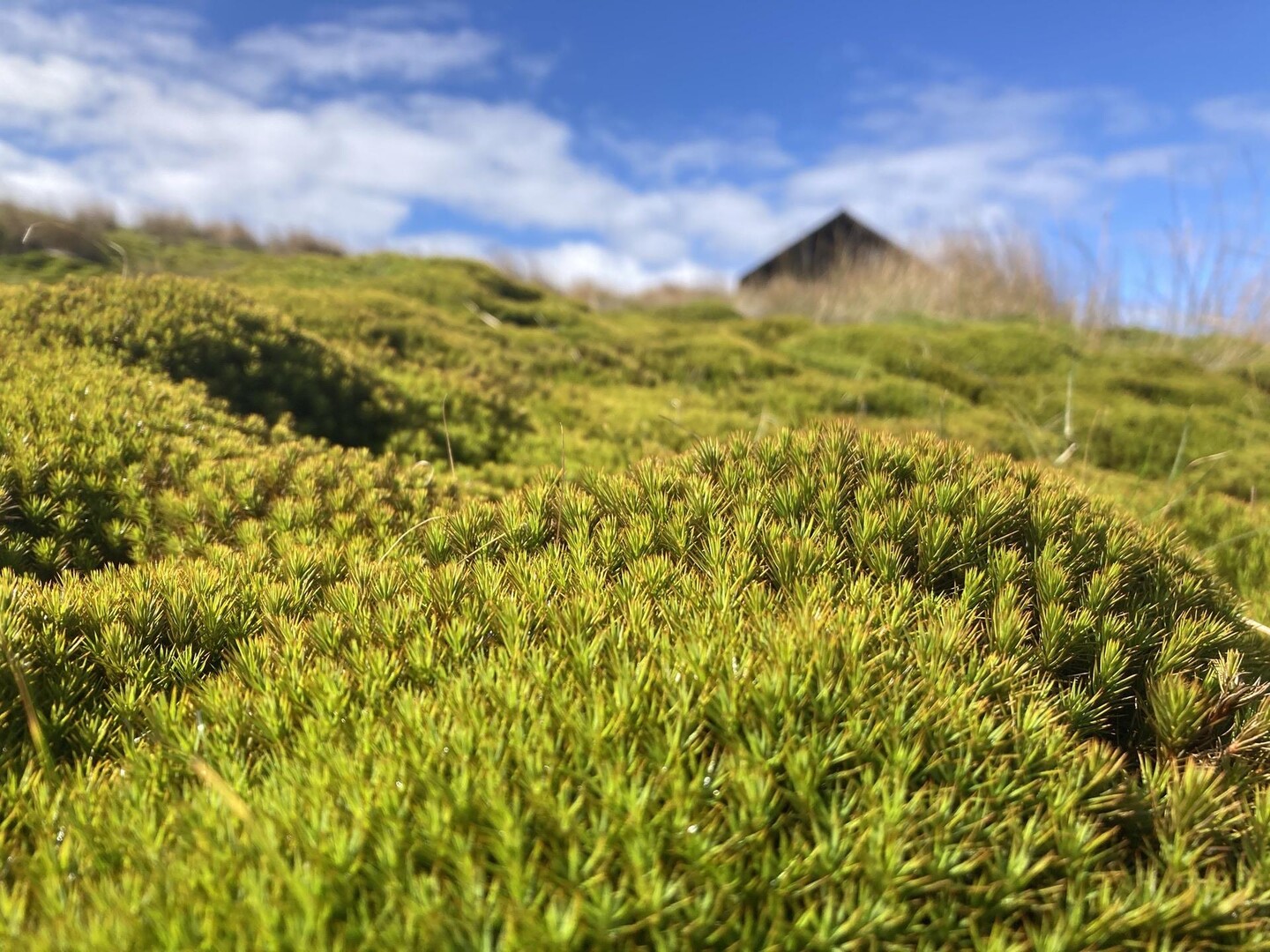 霊仙山 from柏原 to米原 / marukoさんの霊仙山の活動データ | YAMAP / ヤマップ