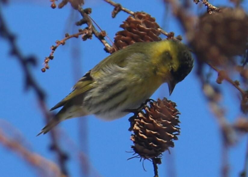 本日の活動日記にも上げてますが、真駒内公... / rukamakiさんのモーメント | YAMAP / ヤマップ