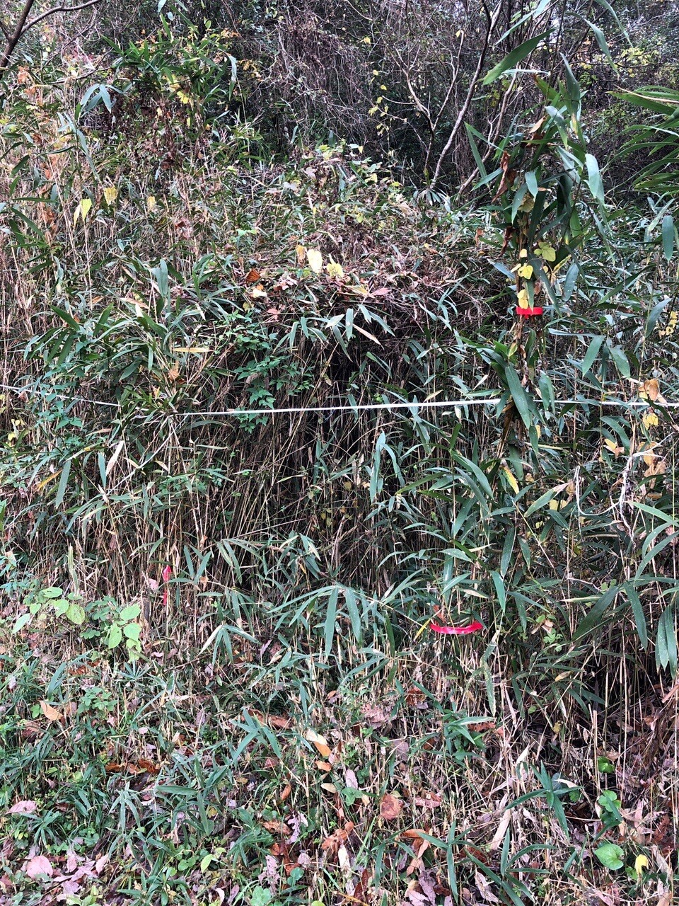 SACHIKO.さんの投稿したフィールドメモ | YAMAP / ヤマップ