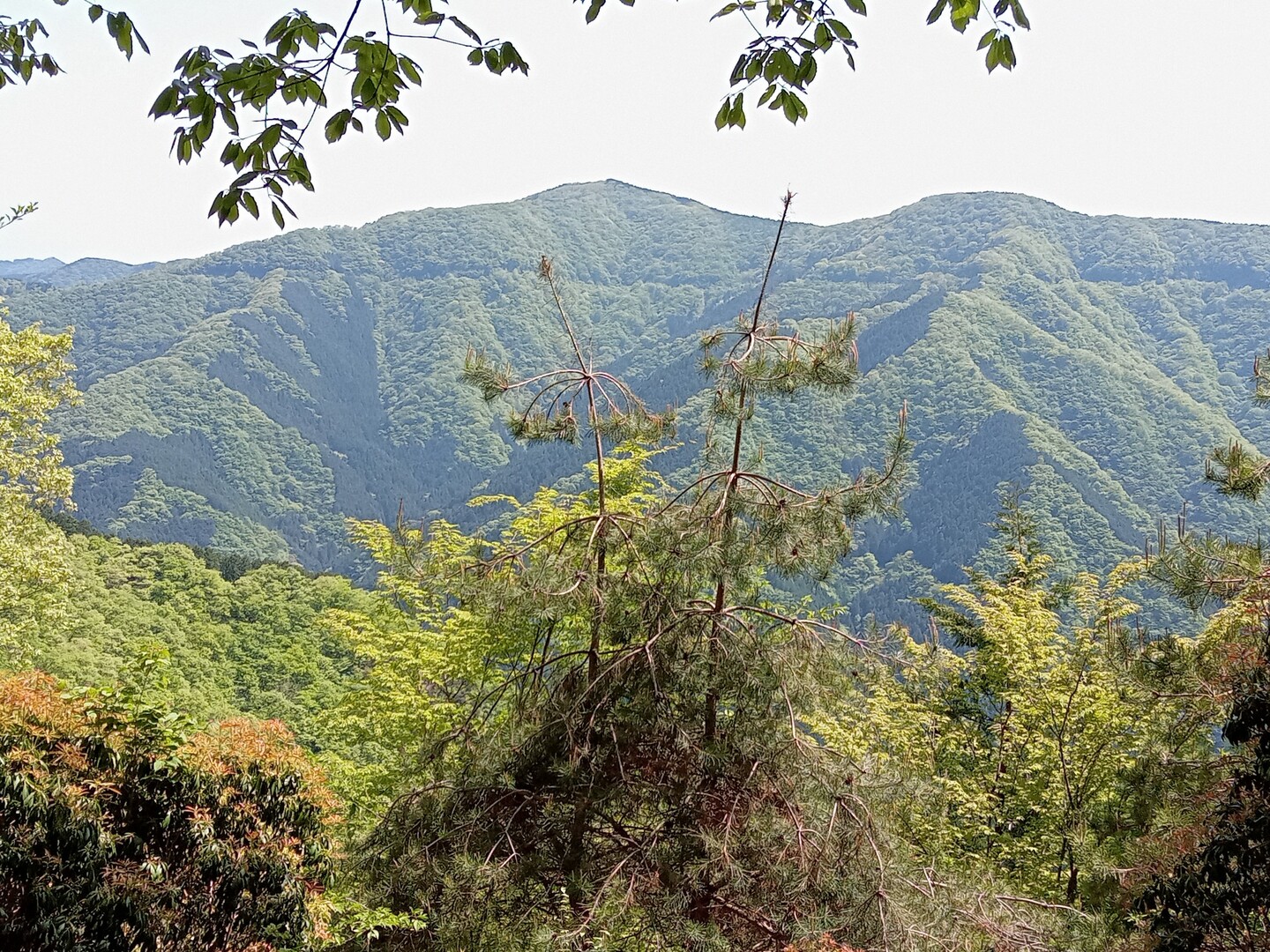 蕨山・藤棚山・大ヨケノ頭・小ヨケノ頭・金比羅山 / mdk.knzさんの武甲山・伊豆ヶ岳・小持山の活動データ | YAMAP / ヤマップ