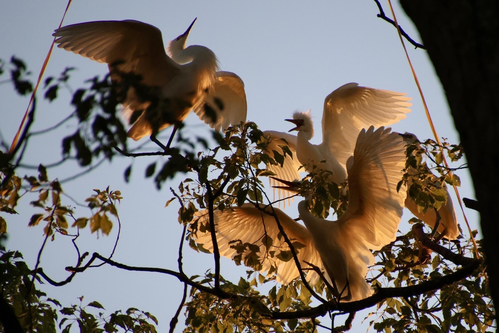 楠のアオサギ三兄弟を見に行く 色々かわい... / GONKEさんのモーメント | YAMAP / ヤマップ
