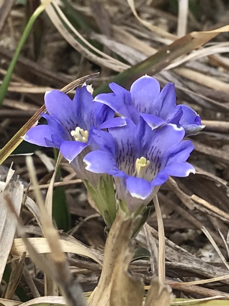 2021.04.23(金) 10:21 / あゆたろうさんのモーメント | YAMAP / ヤマップ