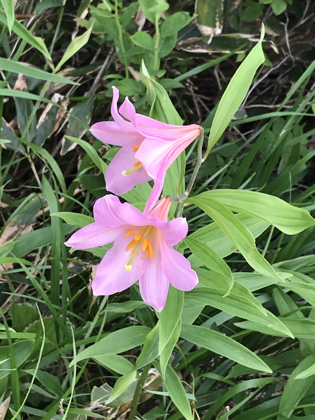 姫さんに会いたくて浅草岳へ！！ / yamajazzさんの浅草岳・鬼ヶ面山の活動データ | YAMAP / ヤマップ