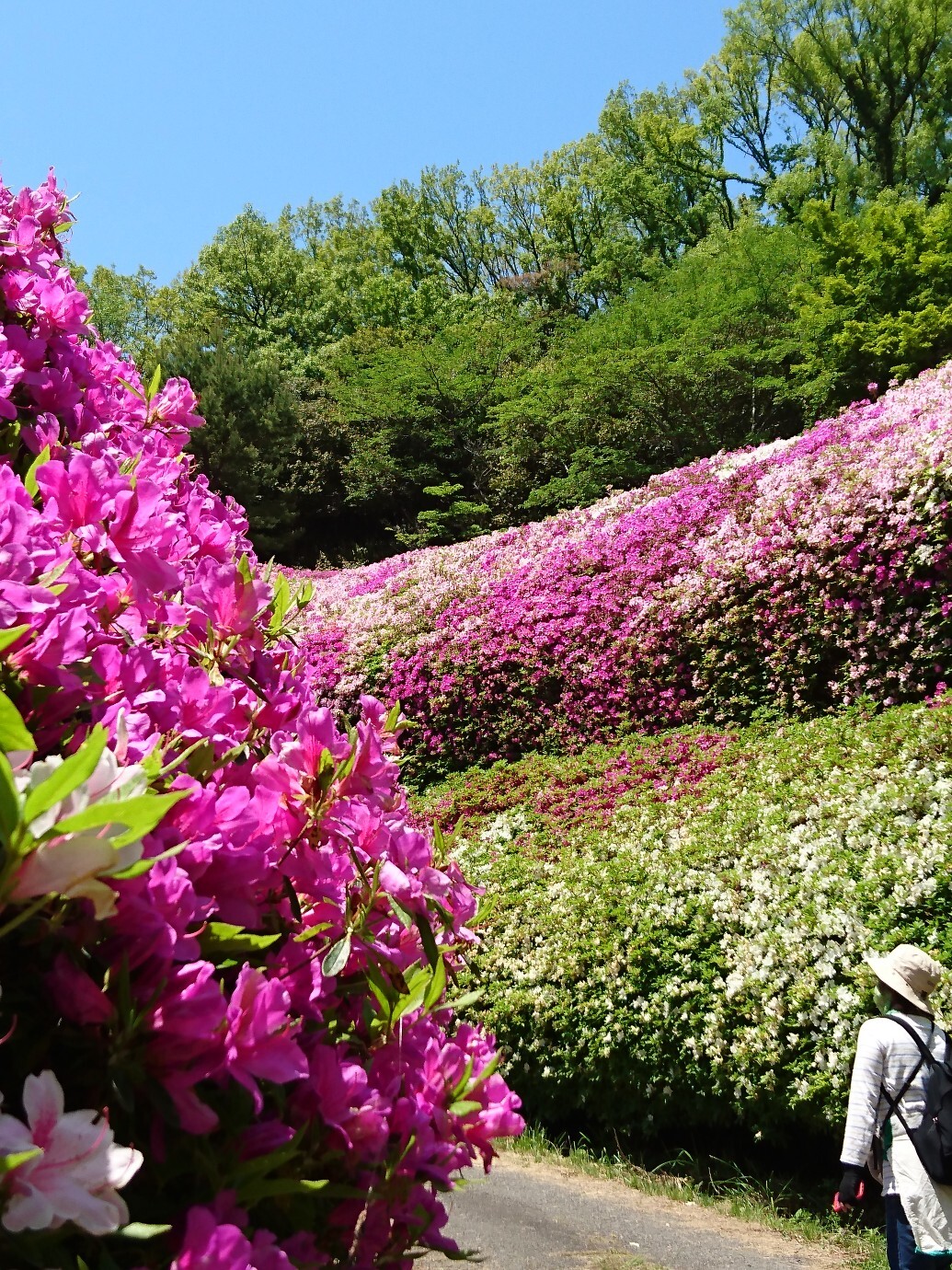 なるかわ園地は ツツジ谷-2021-05-03 / midorinさんの金剛山・二上山・大和葛城山の活動データ | YAMAP / ヤマップ