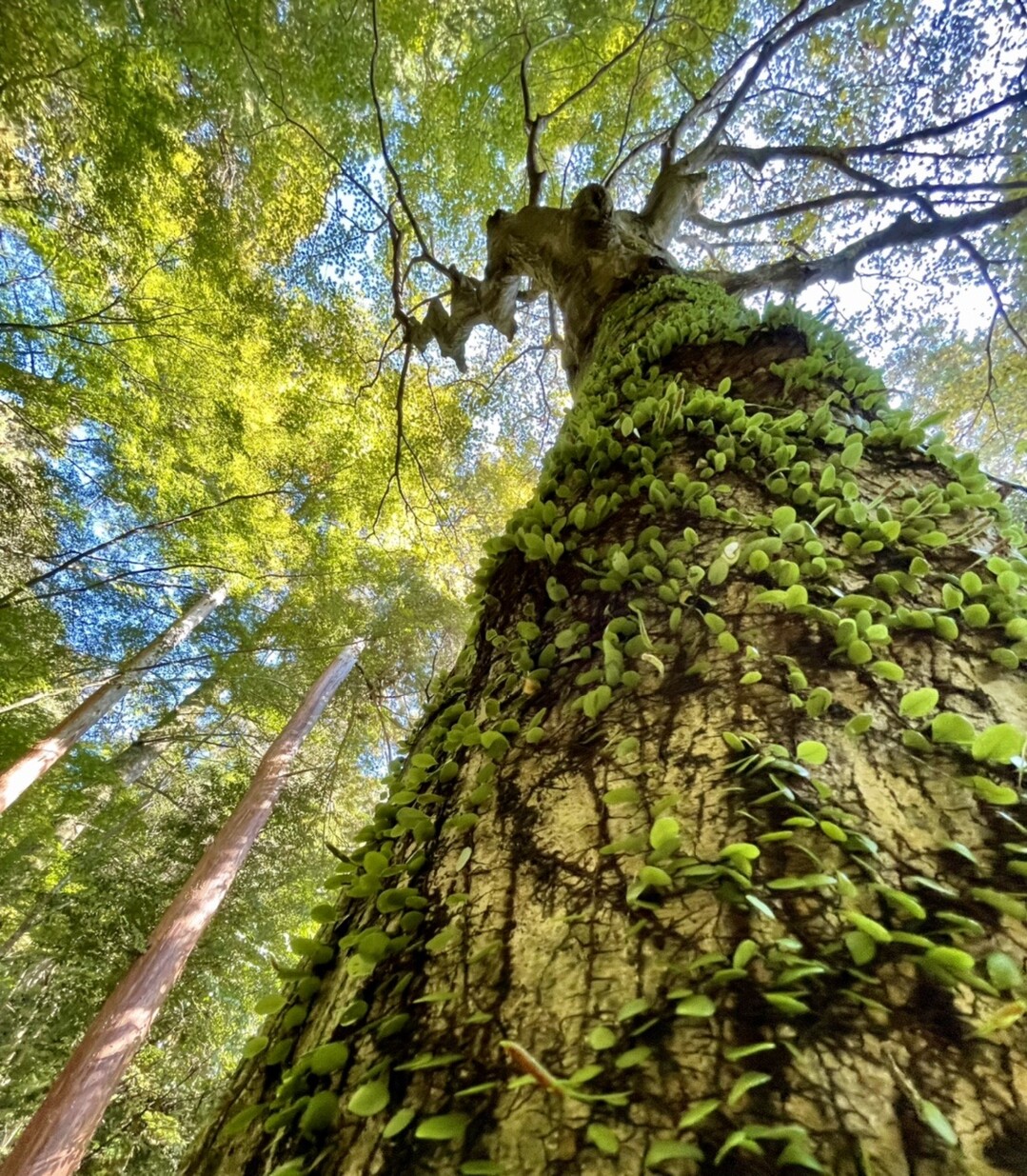 天王山 / hamiさんの天王山・誕生山の活動データ | YAMAP / ヤマップ