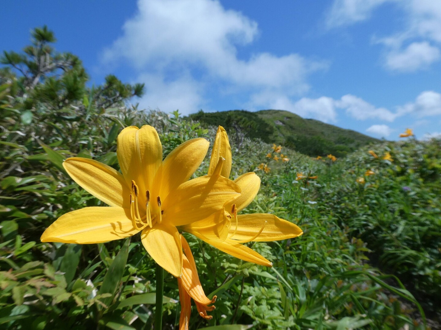 白樺山 / noriGさんのニセコアンヌプリ・イワオヌプリ・チセヌプリの活動データ | YAMAP / ヤマップ