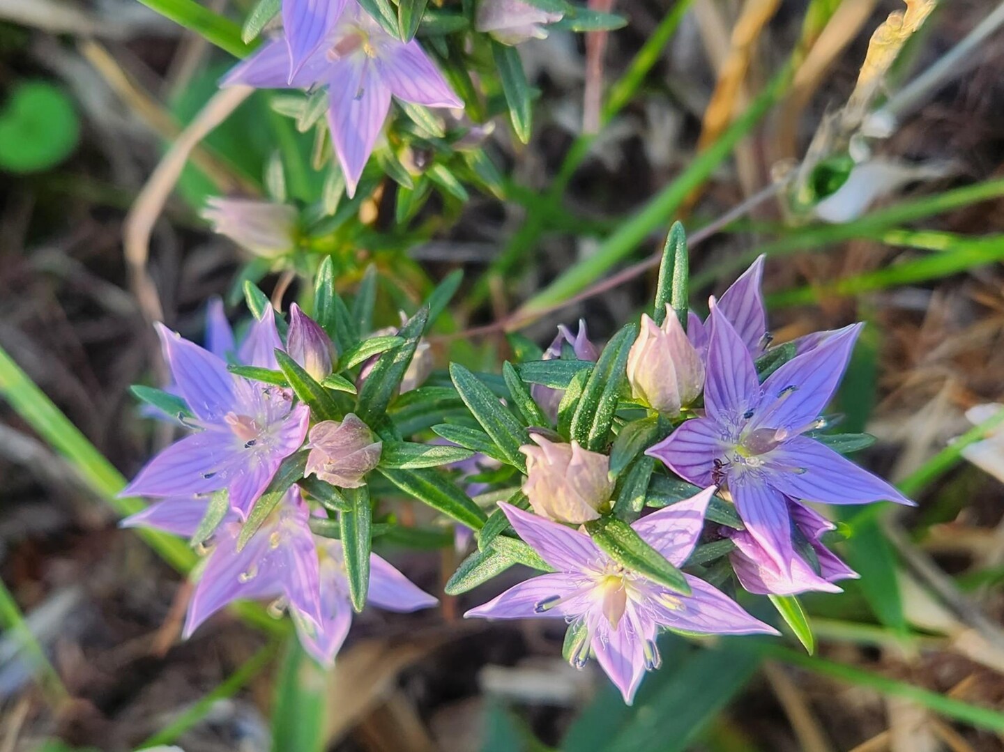 旗頭山(笠頭山) / satomi29さんの吉祥山の活動データ | YAMAP / ヤマップ