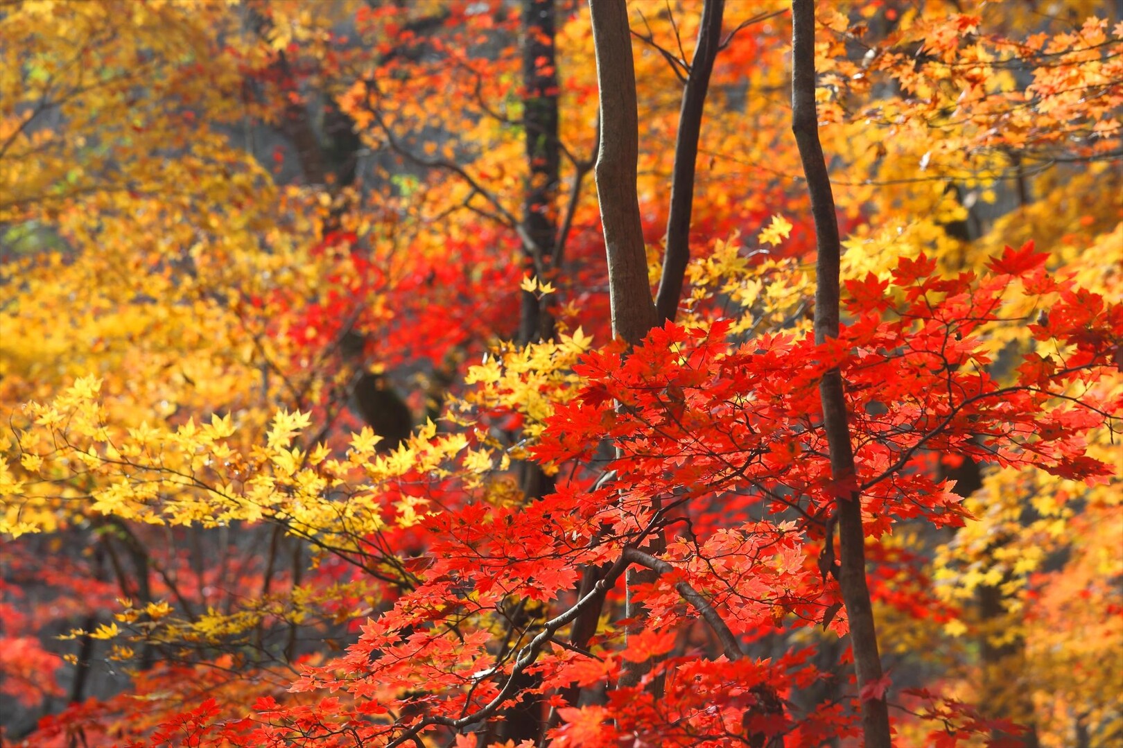滝川渓谷 / koduckunさんの滝川渓谷の活動データ | YAMAP / ヤマップ