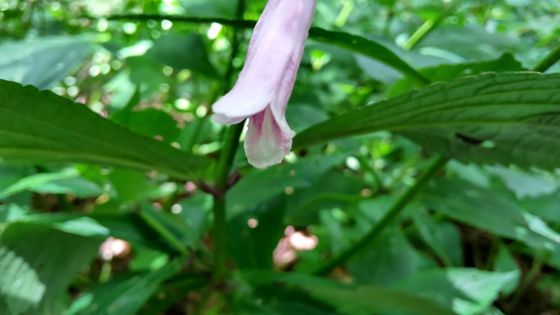 8月12日(月) 今年も…🥰 / may.fさんのモーメント | YAMAP / ヤマップ