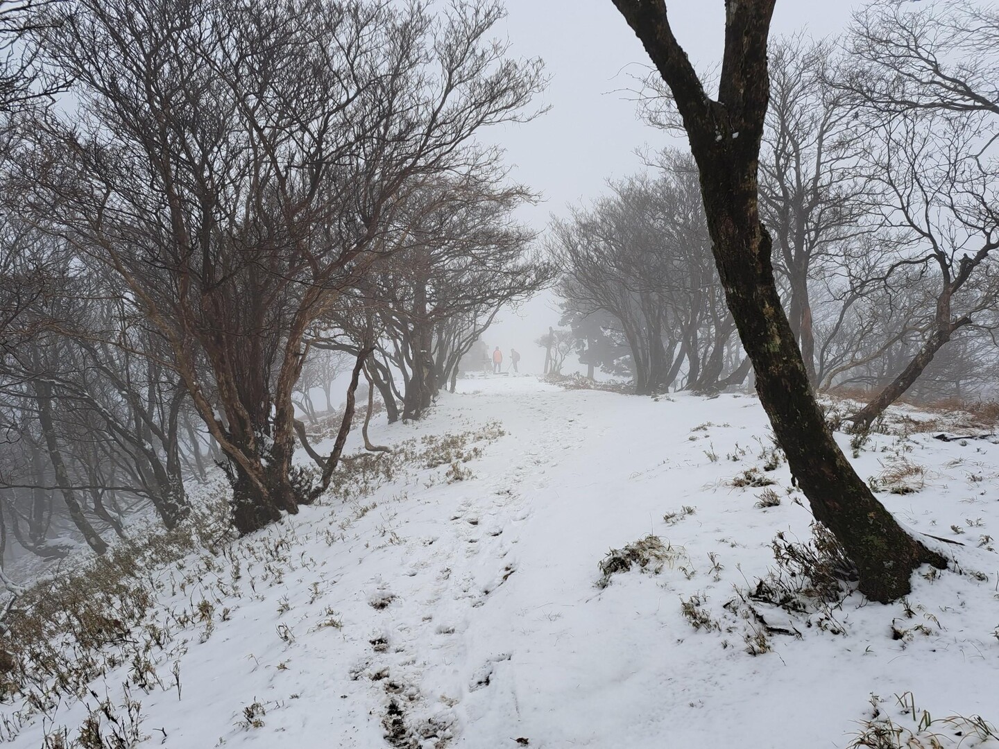 綿向山 / itimiさんの綿向山の活動データ | YAMAP / ヤマップ