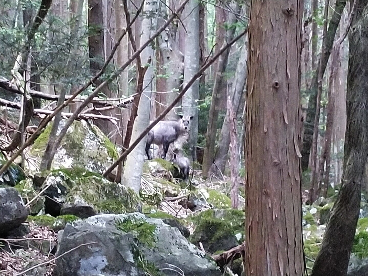 笠置山ヒトツバタゴ続報です。 写真のとお... / iyoatsuさんのモーメント | YAMAP / ヤマップ