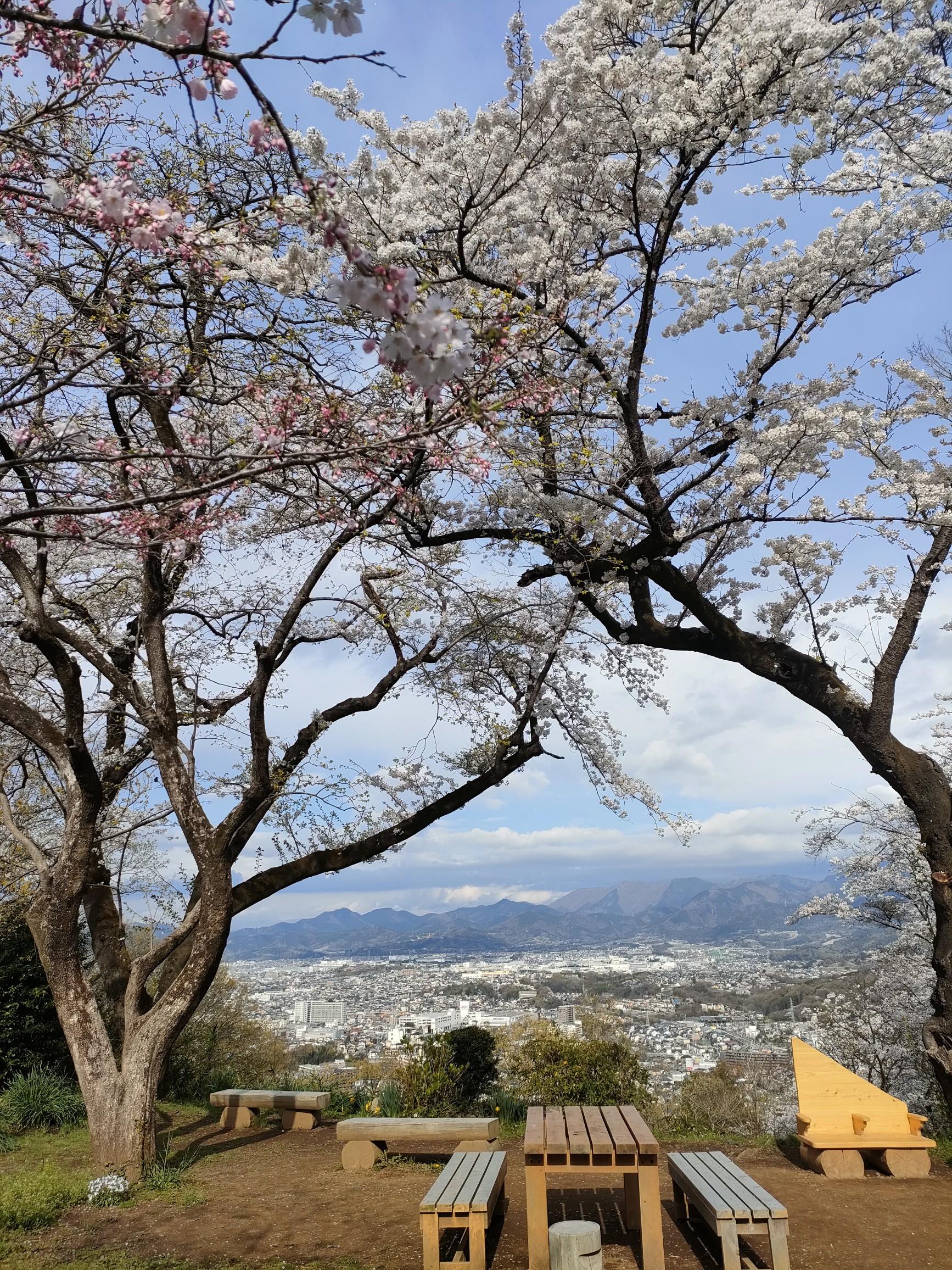 弘法山でお花見🌸とジンギスカン / chieさんの弘法山の活動データ | YAMAP / ヤマップ