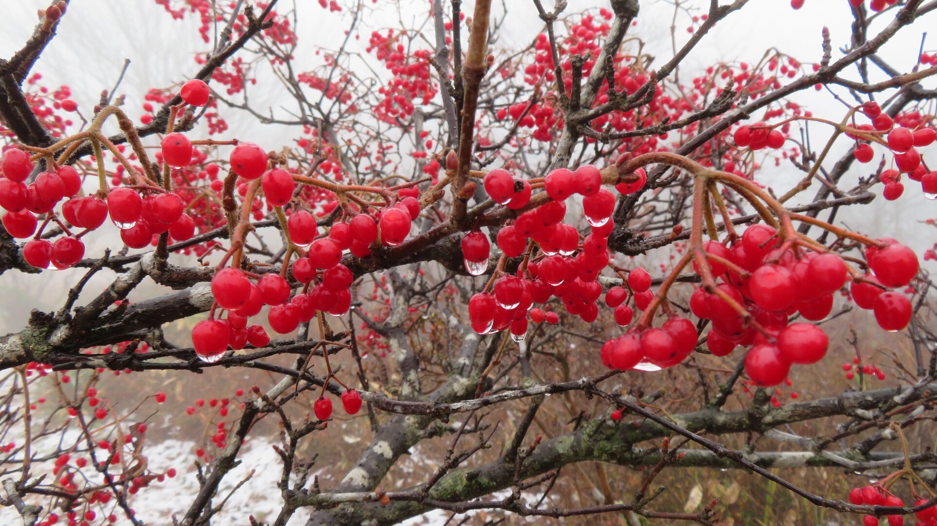 背炙山863m 旧うつくしま百名山84座目 2024,11,24① / 山スキーsanさんの奴田山（青木山）・吹矢山の活動データ | YAMAP / ヤマップ