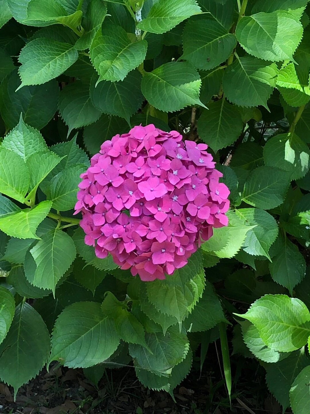 天拝山と紫陽花 / hacoさんの天拝山・基山の活動データ | YAMAP / ヤマップ
