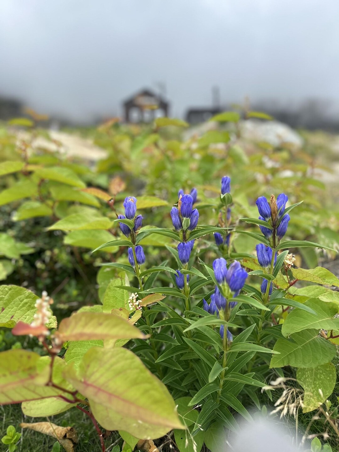 十勝岳 / Hitomi.Iさんの十勝岳・富良野岳・美瑛岳の活動データ | YAMAP / ヤマップ