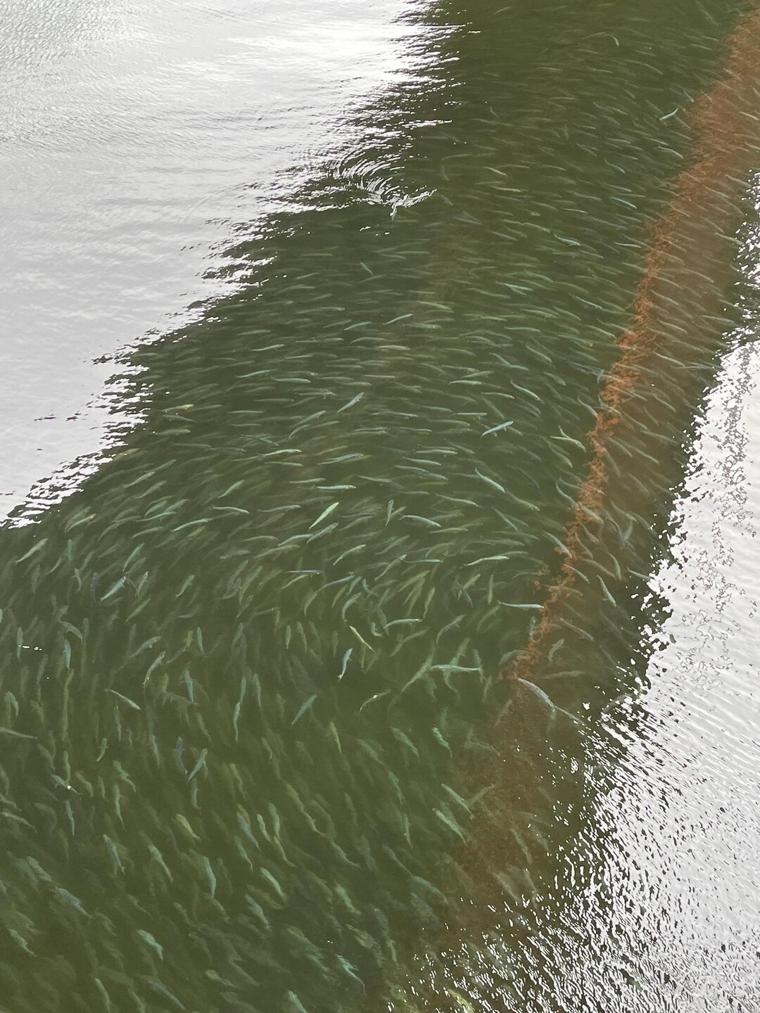 今流行りのイワシの群れを探して>* ))... / minotさんのモーメント | YAMAP / ヤマップ