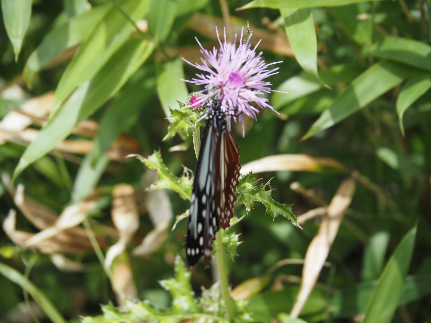 龍王山・ビク山・境山 / h3さんの高尾山の活動データ | YAMAP / ヤマップ