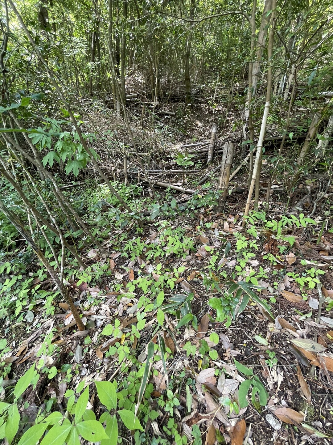 山中を歩いていて、雪餅草を見つける感覚を... / xmatyoさんのモーメント | YAMAP / ヤマップ
