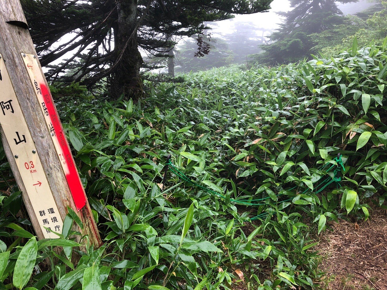 SACHIKO.さんの投稿したフィールドメモ | YAMAP / ヤマップ