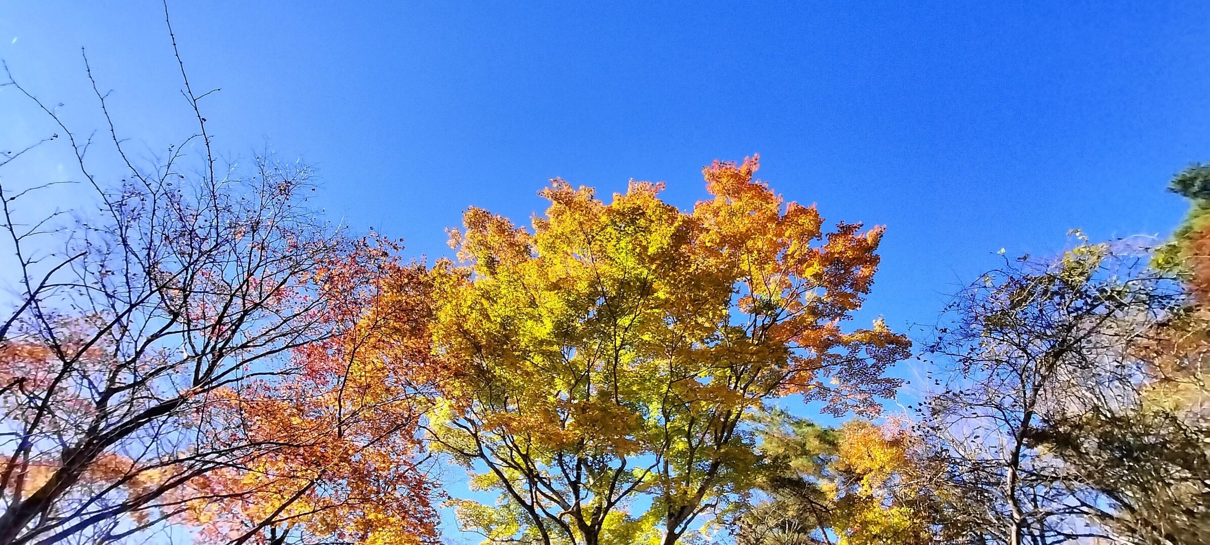 鍋割山 / yusuke さんの塔ノ岳・丹沢山・蛭ヶ岳の活動データ | YAMAP / ヤマップ