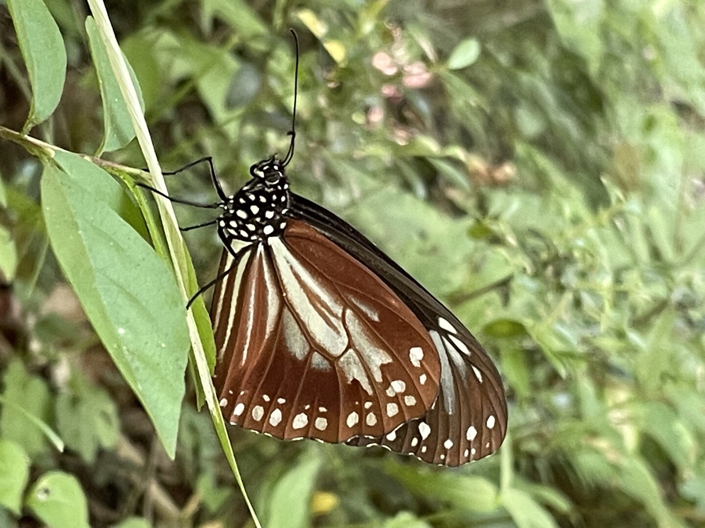 アサギマダラ を 高尾山山頂で 6月30... / Ushi924さんのモーメント | YAMAP / ヤマップ