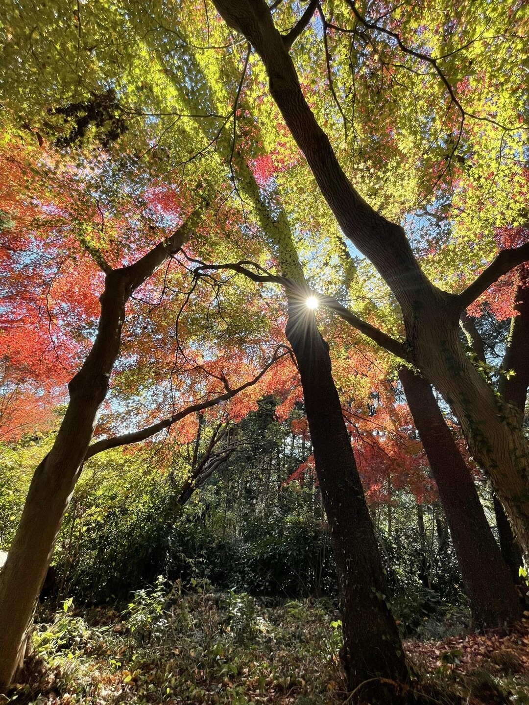 YAMAP100⛰️達成🙌城山湖ぶらり山歩🥾 / けいてぃさんの高尾山・陣馬山・景信山の活動データ | YAMAP / ヤマップ