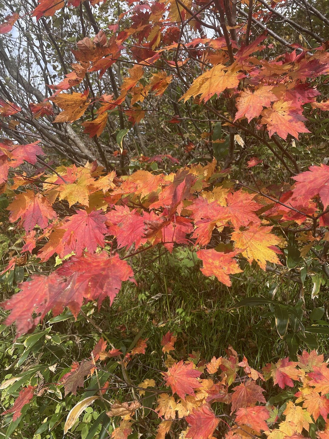 白山（御前峰） / 3連続OBさんの白山・別山・銚子ヶ峰の活動データ | YAMAP / ヤマップ