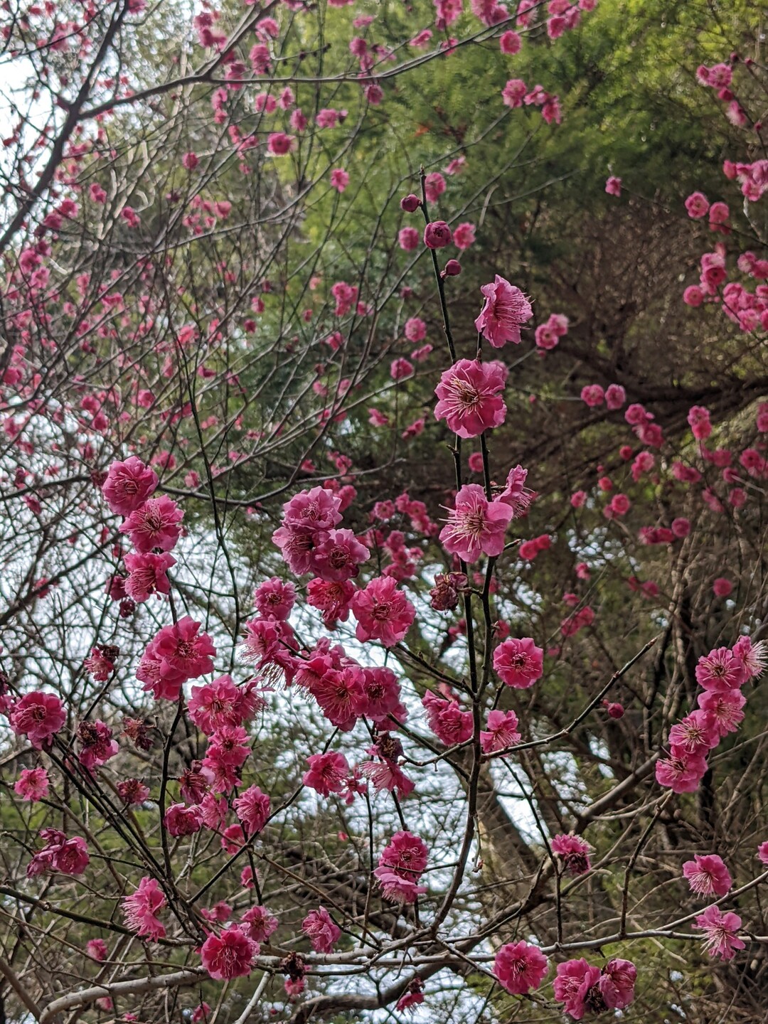 とりさんぽ-2022-03-13 / eriさんの登山の活動日記 | YAMAP / ヤマップ