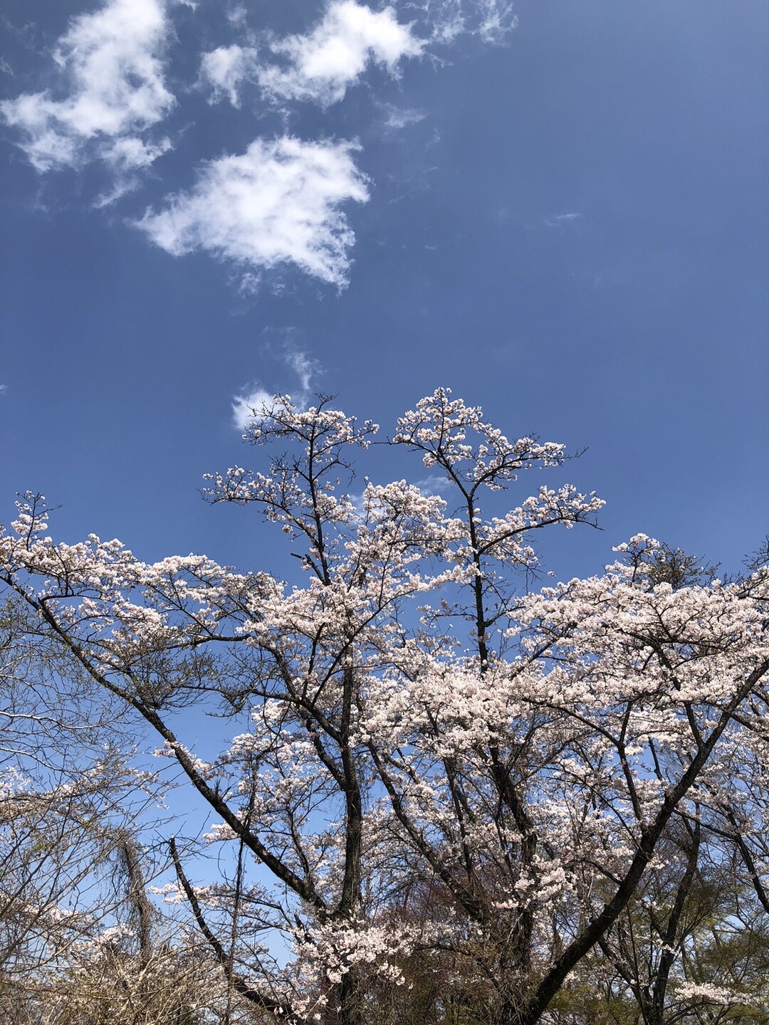 桜満開🌸の一丁平へ〜⛰小仏城山ー高尾山 / Aruさんの高尾山・陣馬山・景信山の活動データ | YAMAP / ヤマップ