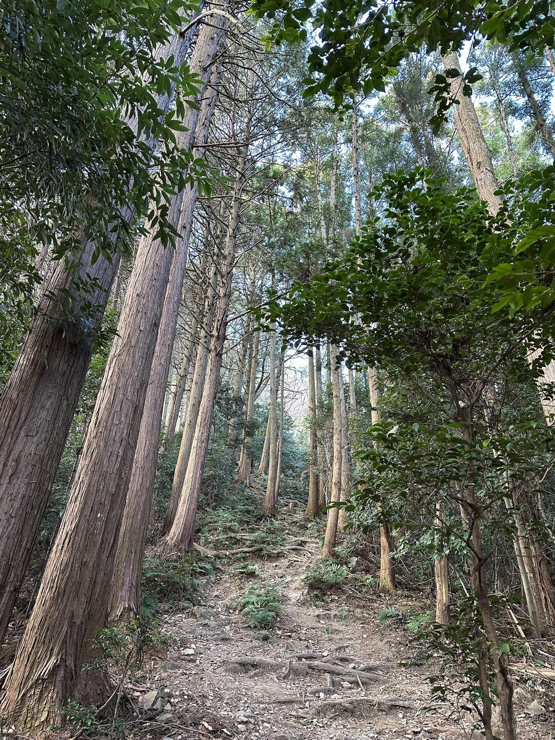 石尊山・官ノ倉山 / sayuさんの官ノ倉山の活動データ | YAMAP / ヤマップ