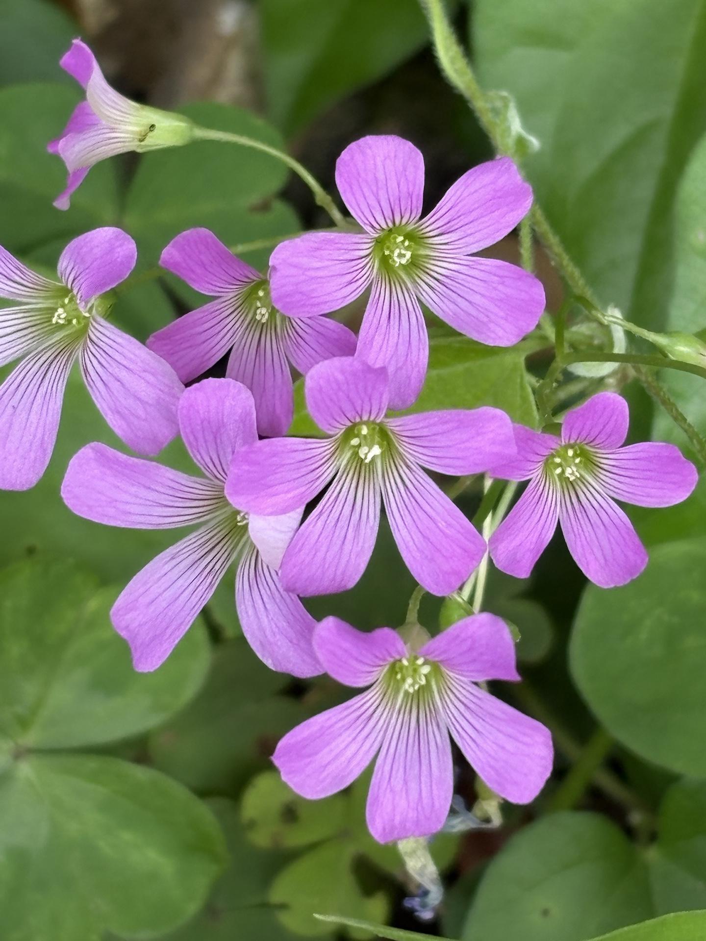 今日は涼しい☁️ 天筒山 / miniさんの天筒山・中池見湿地の活動データ | YAMAP / ヤマップ