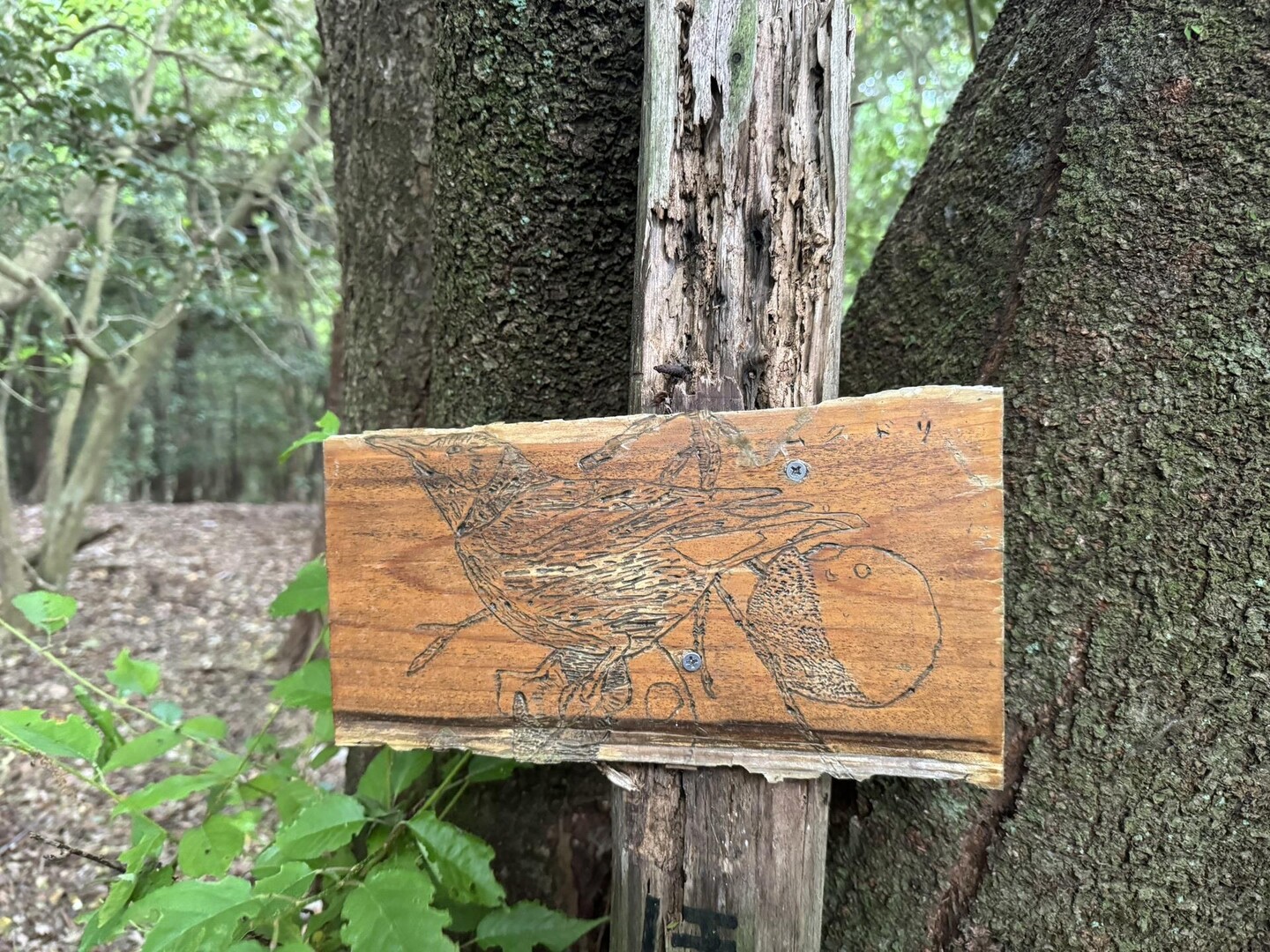 鳥川アルプス縦走の巻 / kokoさんの額堂山・水晶山・京ヶ峯の活動データ | YAMAP / ヤマップ